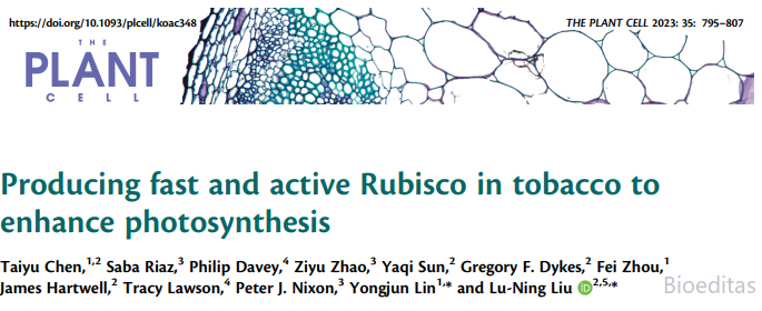 前沿热点 | 两篇连发！利用合成生物学提高作物产量，构建植物快速活性Rubisco可增强光合作用 - 陕西佰艾基因信息科技有限公司