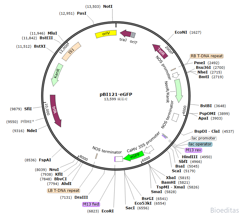 生信技能 | SnapGene绘制图谱说明，用这一篇就够了！ - 陕西佰艾基因信息科技有限公司