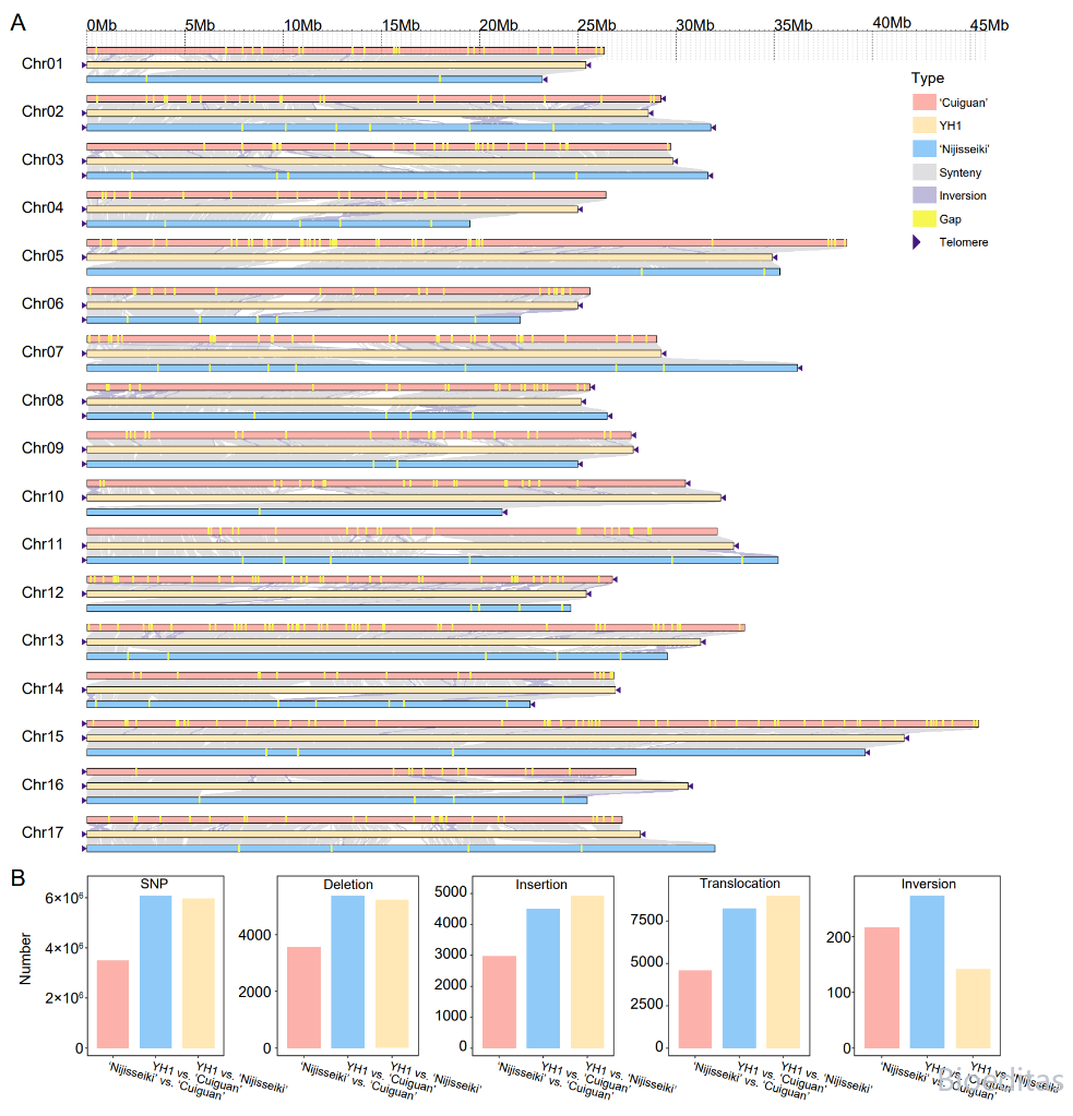 经典案例 | 首个T2T红皮梨参考基因组发布，从SD和WGD角度揭示基因组进化 - 陕西佰艾基因信息科技有限公司