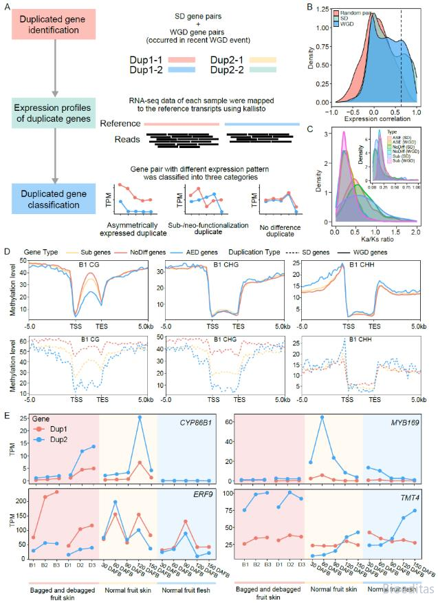 经典案例 | 首个T2T红皮梨参考基因组发布，从SD和WGD角度揭示基因组进化 - 陕西佰艾基因信息科技有限公司