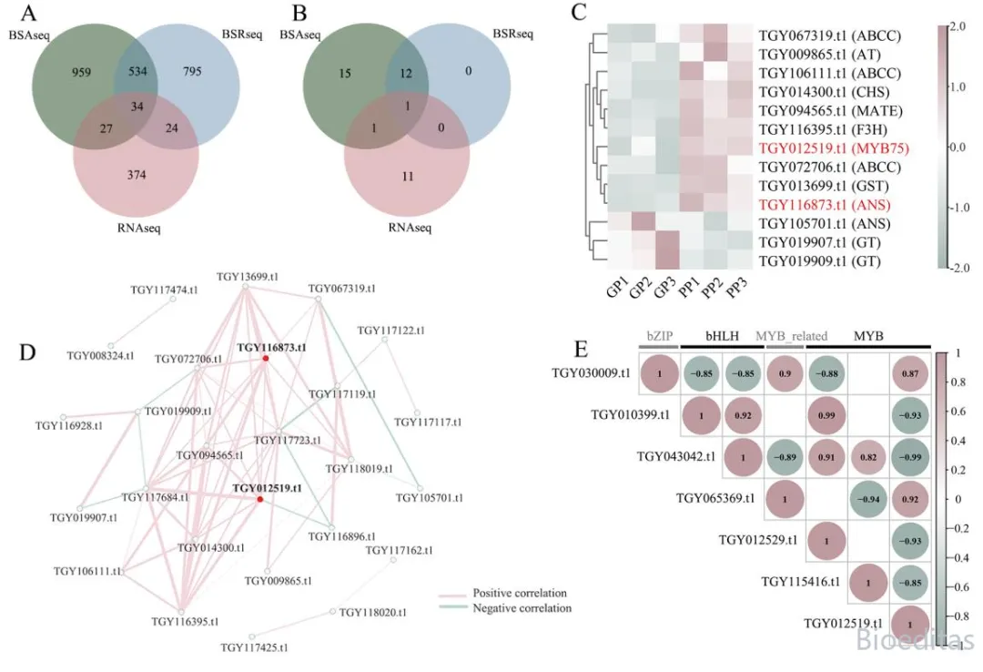 文献集锦 | BSA-Seq、BSR-Seq和RNA-Seq联合分析揭示茶树群体中参与紫叶形成的关键基因 - 陕西佰艾基因信息科技有限公司