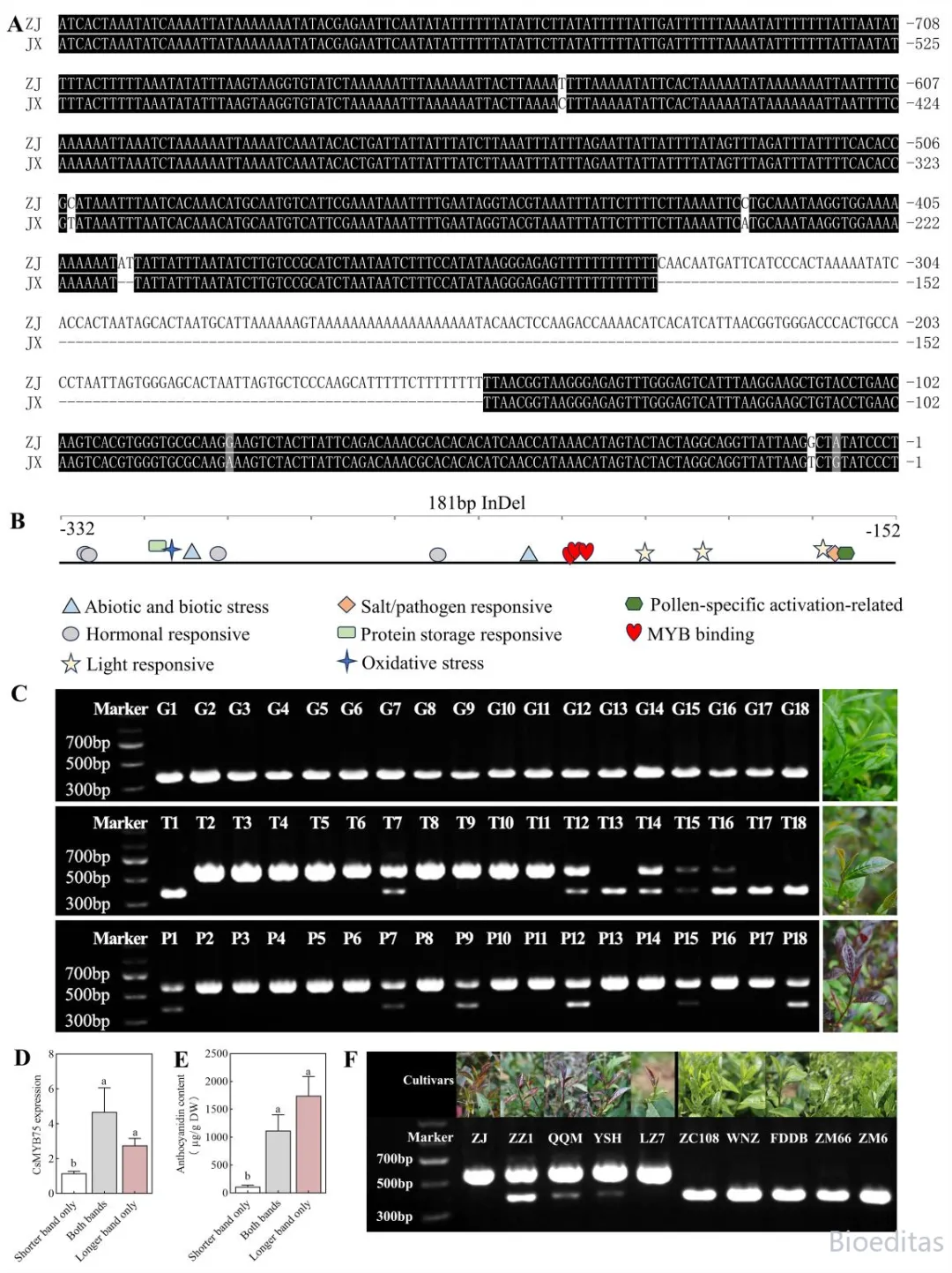 文献集锦 | BSA-Seq、BSR-Seq和RNA-Seq联合分析揭示茶树群体中参与紫叶形成的关键基因 - 陕西佰艾基因信息科技有限公司
