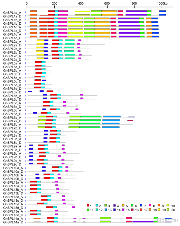 SPL基因家族分析就这么来！两篇文章带你理顺流程 - 陕西佰艾基因信息科技有限公司
