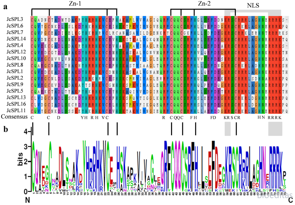 SPL基因家族分析就这么来！两篇文章带你理顺流程 - 陕西佰艾基因信息科技有限公司