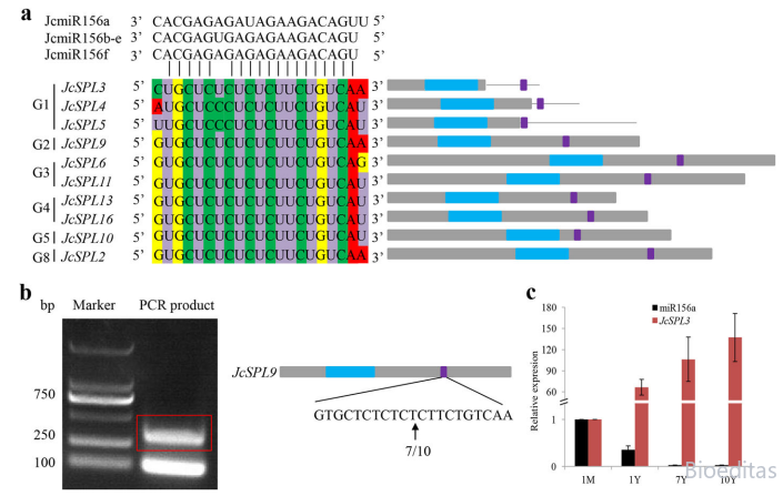 SPL基因家族分析就这么来！两篇文章带你理顺流程 - 陕西佰艾基因信息科技有限公司