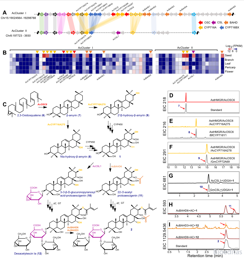 经典案例 | 七叶树基因组特征揭示七叶皂苷/七叶素生物合成进化机制 - 陕西佰艾基因信息科技有限公司