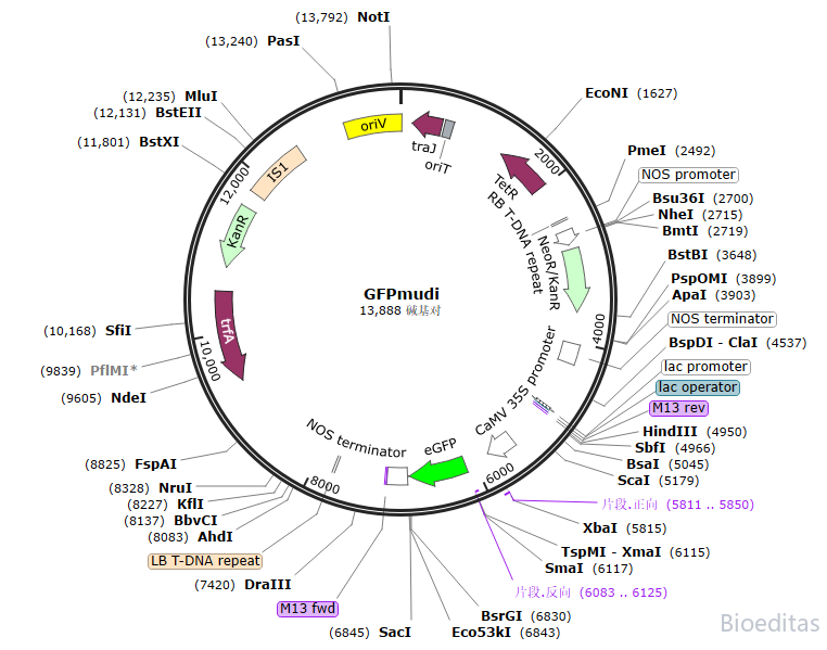 生信技能 | SnapGene绘制图谱说明，用这一篇就够了！ - 陕西佰艾基因信息科技有限公司