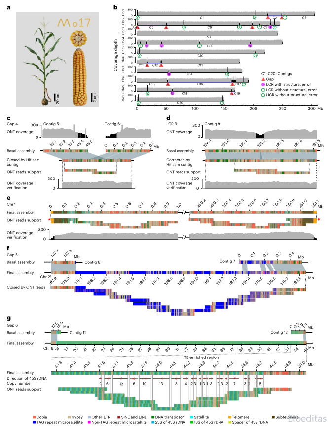 经典案例 | 首个T2T完整玉米基因组发布！ - 陕西佰艾基因信息科技有限公司