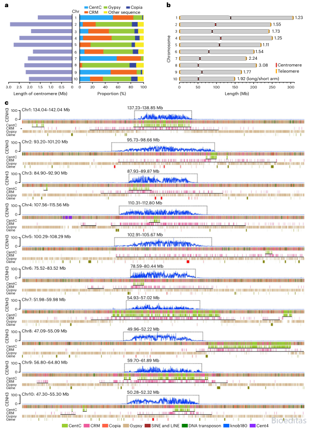 经典案例 | 首个T2T完整玉米基因组发布！ - 陕西佰艾基因信息科技有限公司