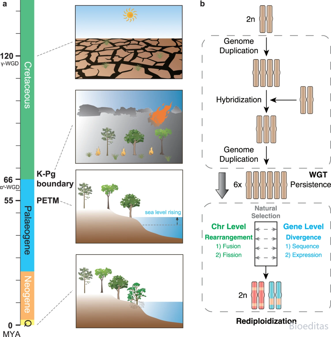 经典案例 | 全基因组多倍体化-再倍化和适应性进化的基因组证据 - 陕西佰艾基因信息科技有限公司