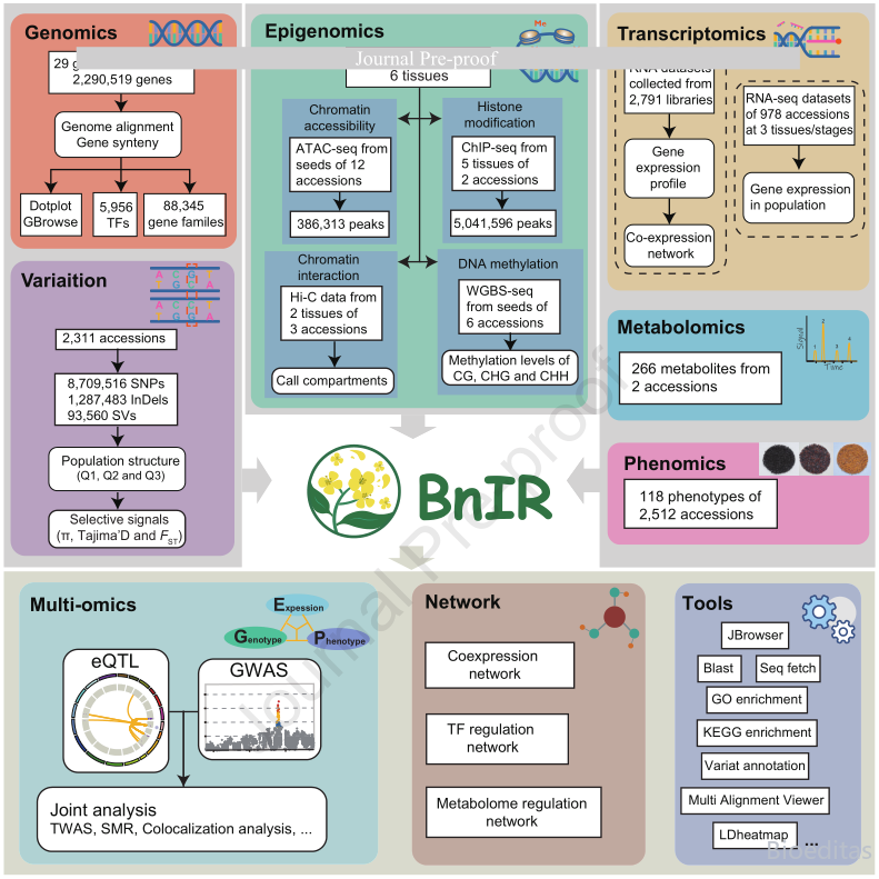 生信技能 | BnIR：一个用于甘蓝型油菜研究和育种的多组学数据库（内含多个数据库链接） - 陕西佰艾基因信息科技有限公司