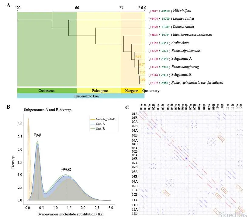 经典案例 | 人参T2T参考基因组揭示皂苷生物合成进化机制 - 陕西佰艾基因信息科技有限公司