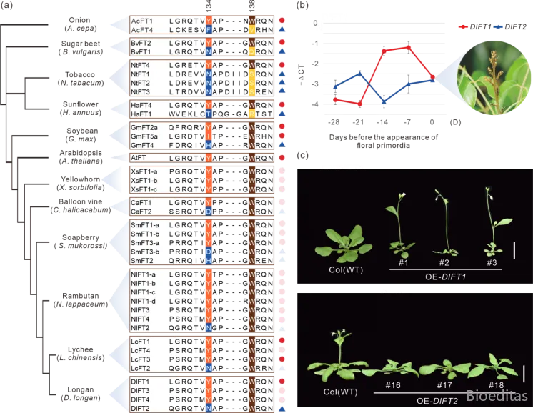 文献集锦 | PEBP家族FT基因多样性致无患子科植物开花性状变异（Molecular Horticulture） - 陕西佰艾基因信息科技有限公司