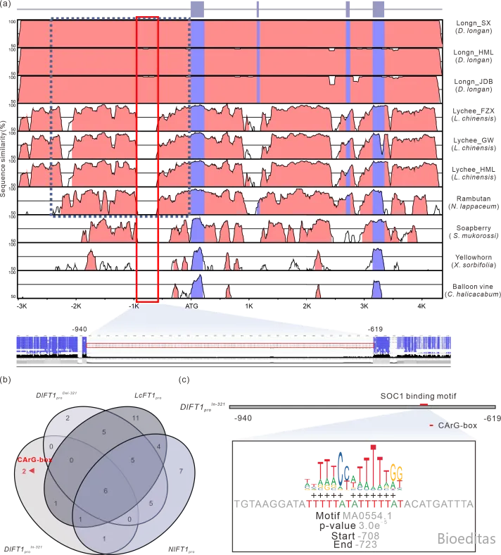 文献集锦 | PEBP家族FT基因多样性致无患子科植物开花性状变异（Molecular Horticulture） - 陕西佰艾基因信息科技有限公司