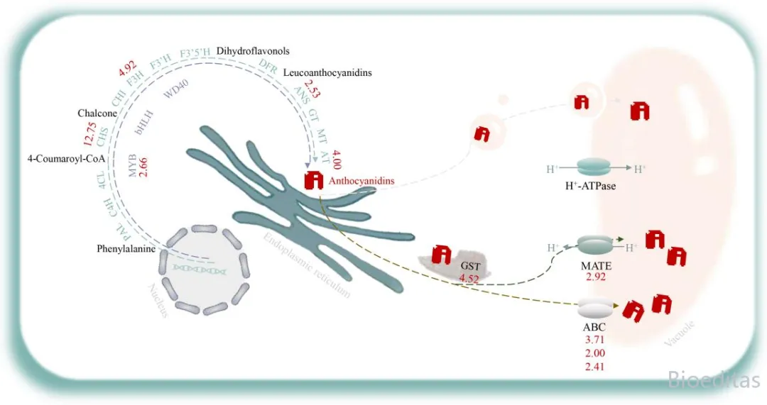 文献集锦 | BSA-Seq、BSR-Seq和RNA-Seq联合分析揭示茶树群体中参与紫叶形成的关键基因 - 陕西佰艾基因信息科技有限公司